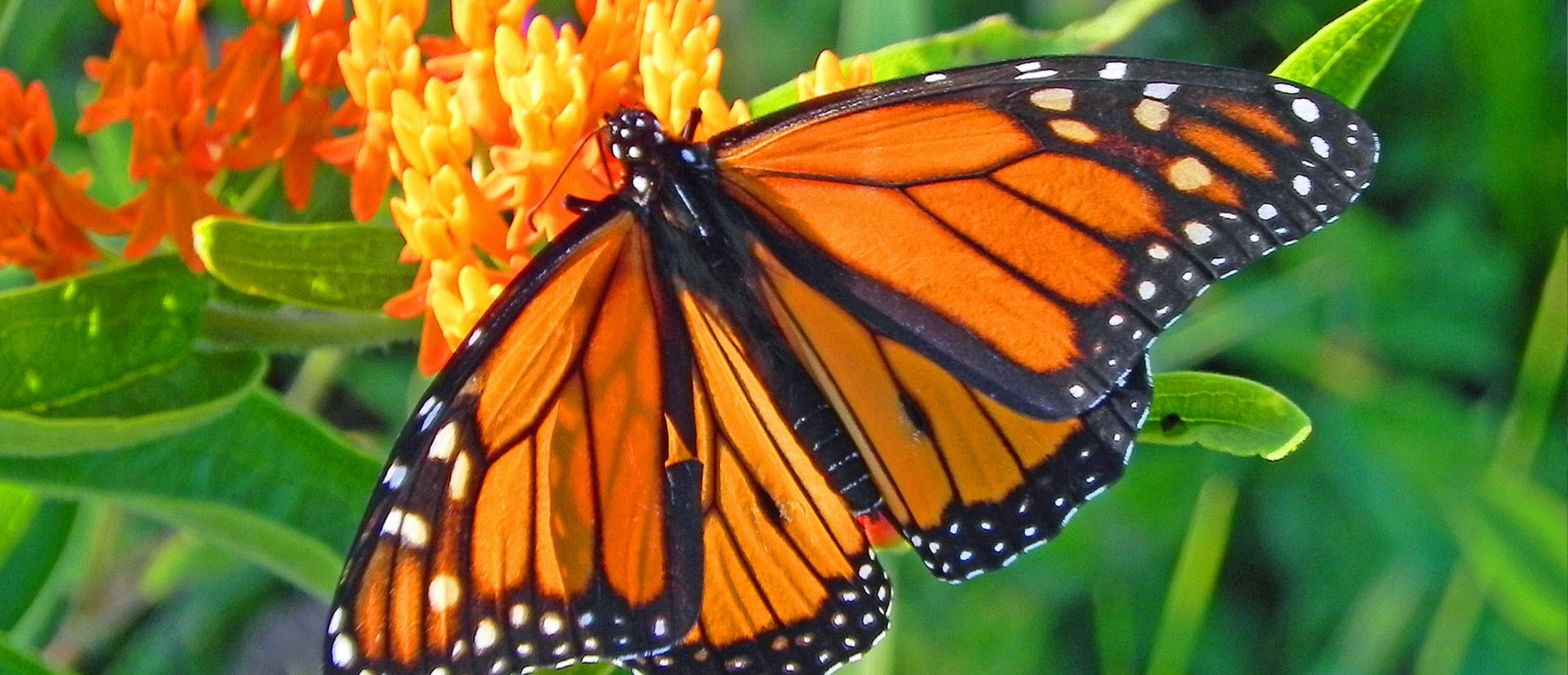 Wild Turkeys and Pollinators - The National Wild Turkey Federation