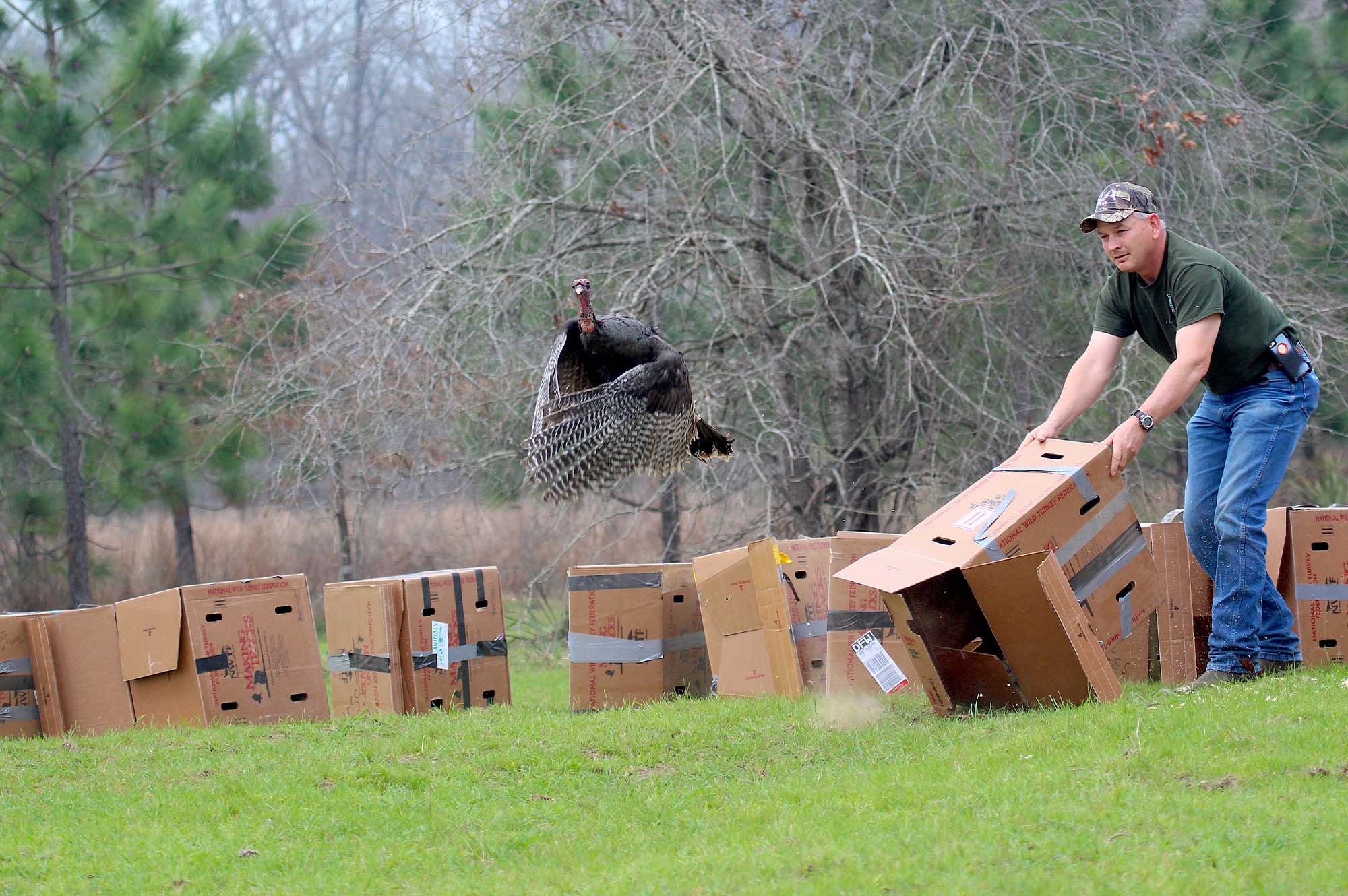 Eastern Turkeys Return to Angelina County Texas - The National Wild ...