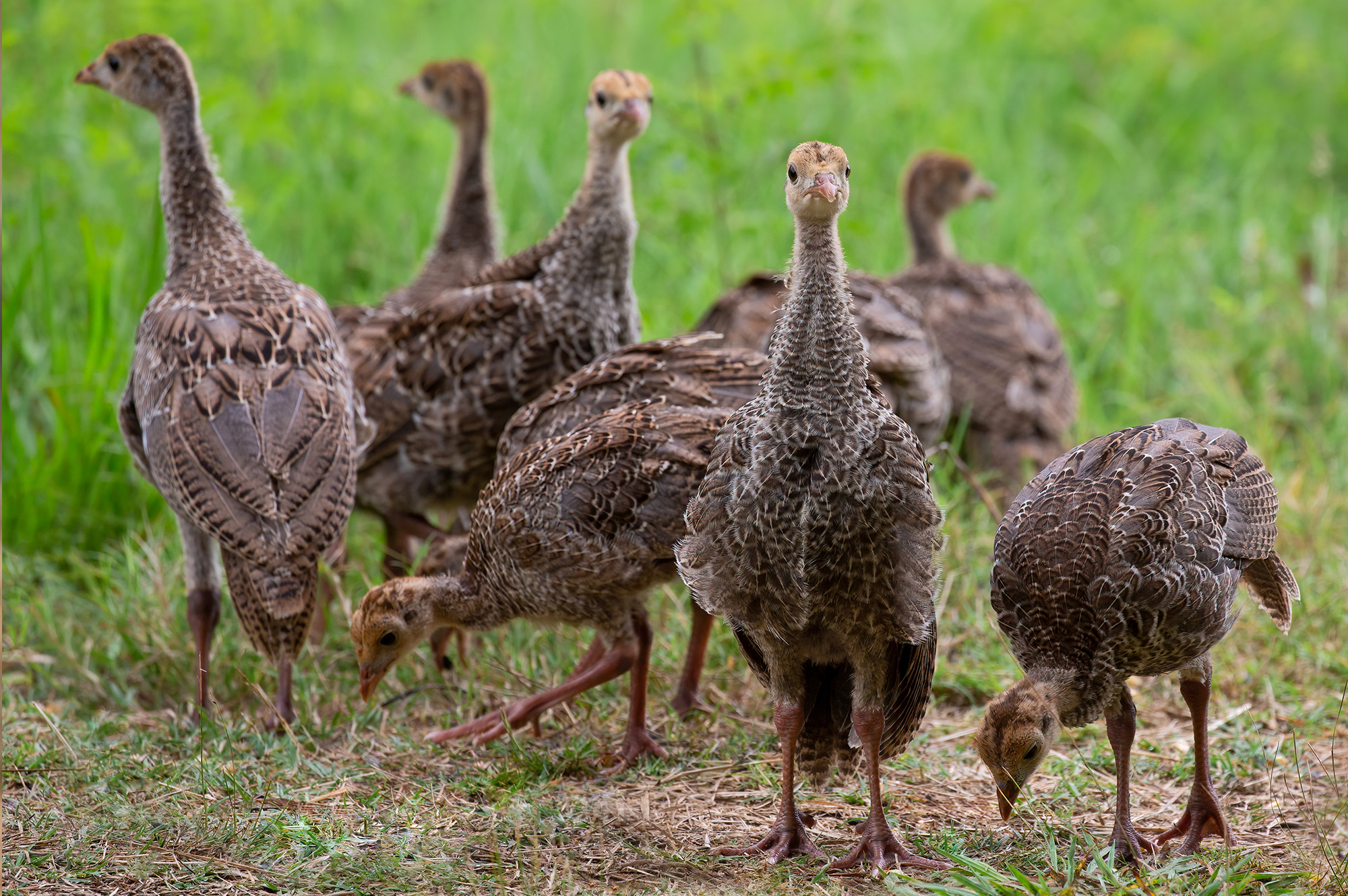 Packin’ It On - The National Wild Turkey Federation