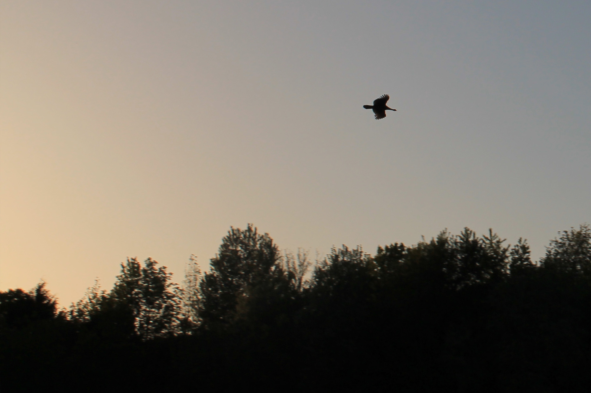 Thunder at Dawn - The National Wild Turkey Federation