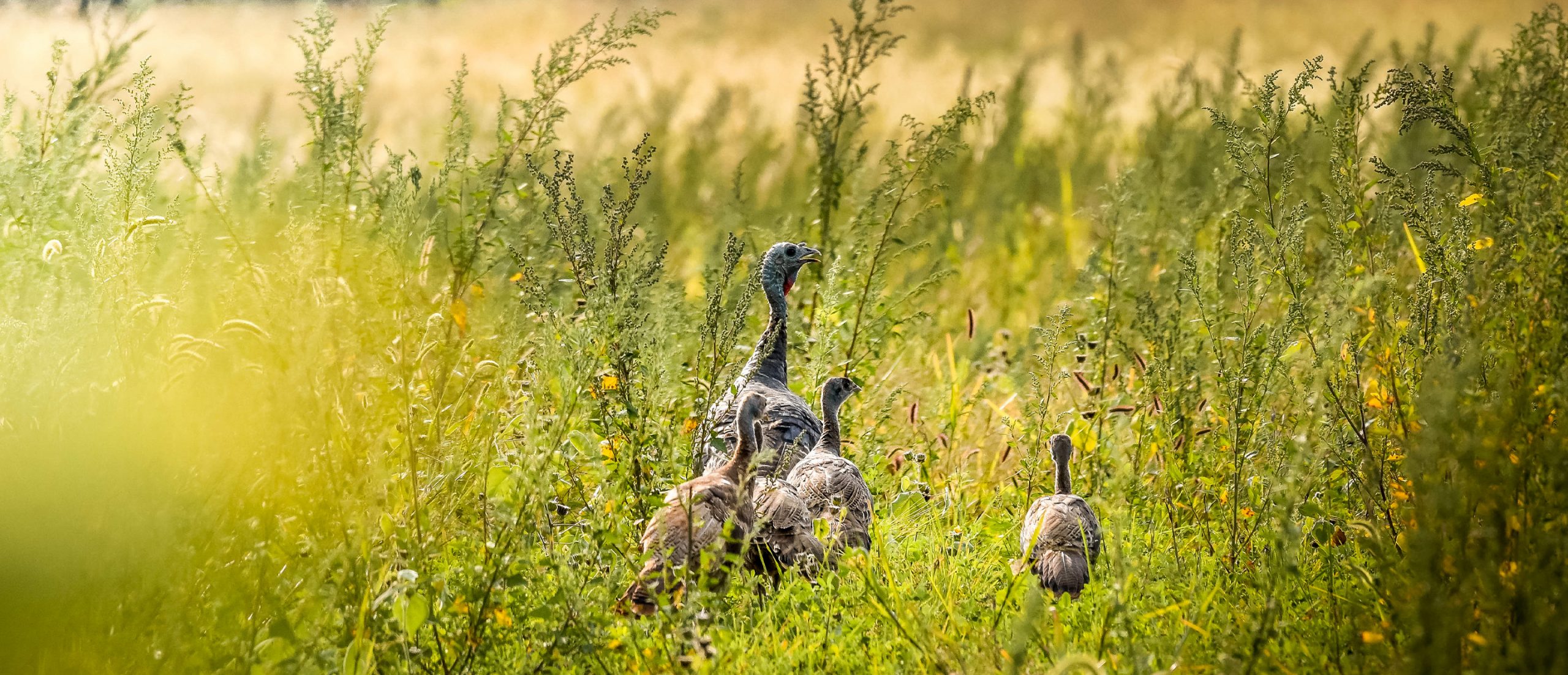 Wild Turkey Breeding Cycle - The National Wild Turkey Federation