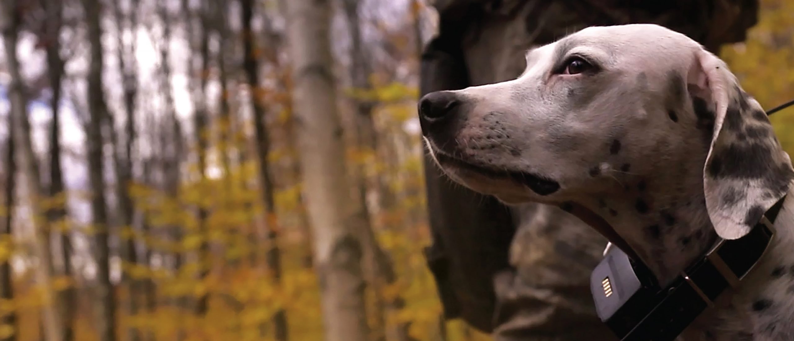 The National Wild Turkey Federation - The National Wild Turkey Federation