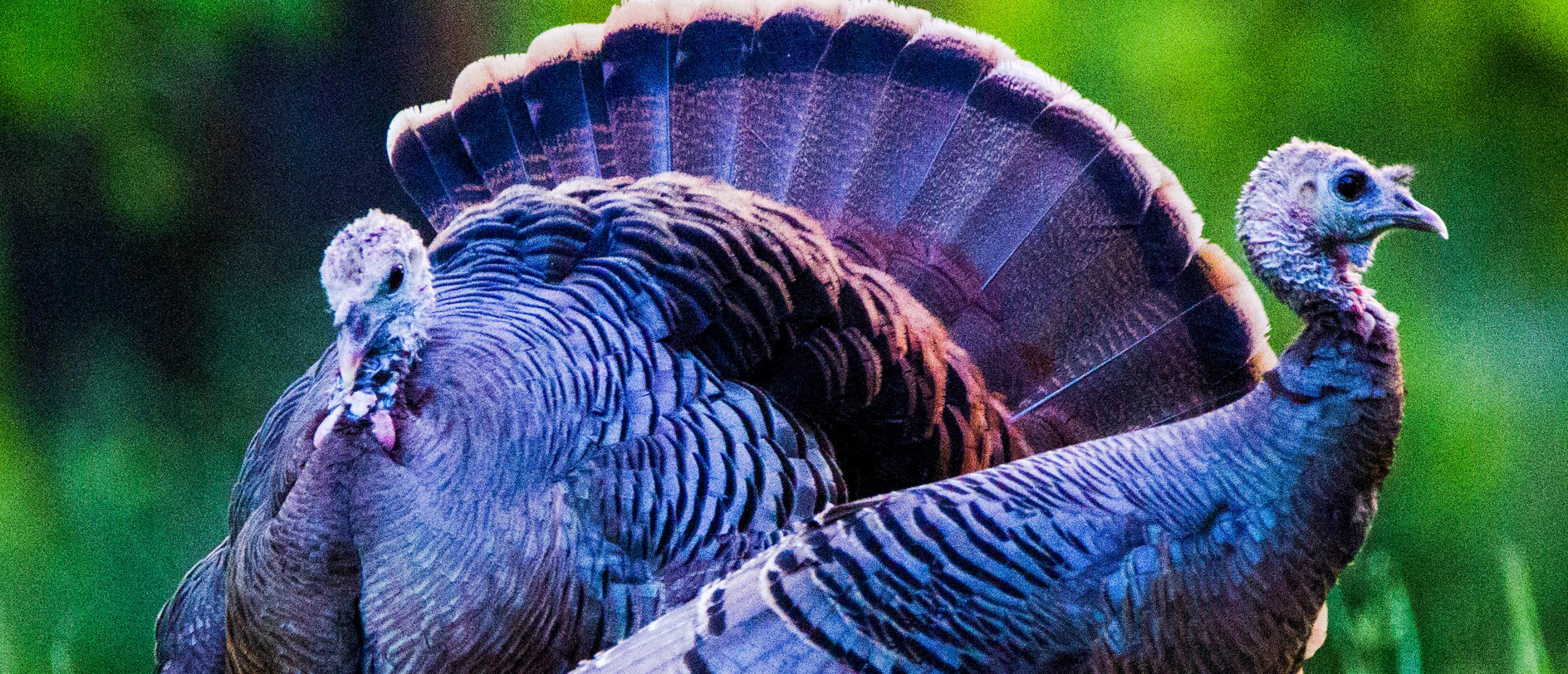 Hen Fight - The National Wild Turkey Federation