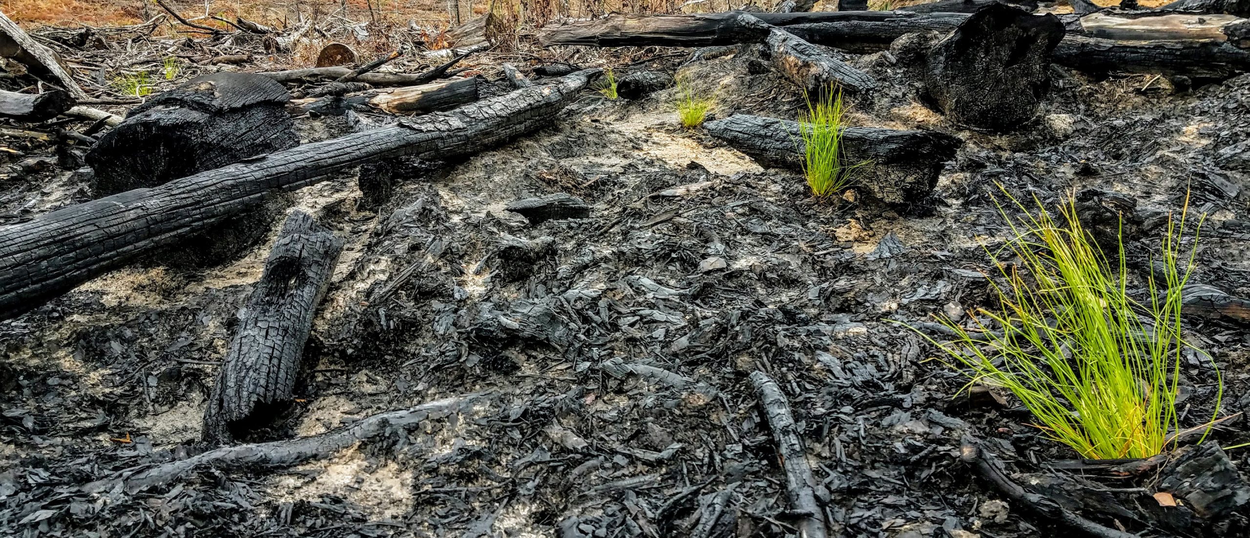 Dispelling the Stigma around Forest Management - The National Wild ...