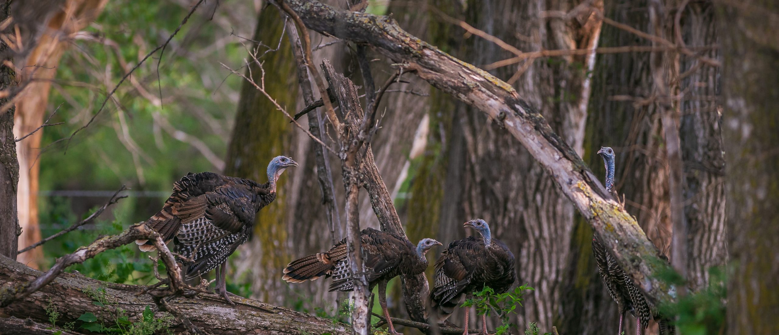 Wild Turkey Research - The National Wild Turkey Federation
