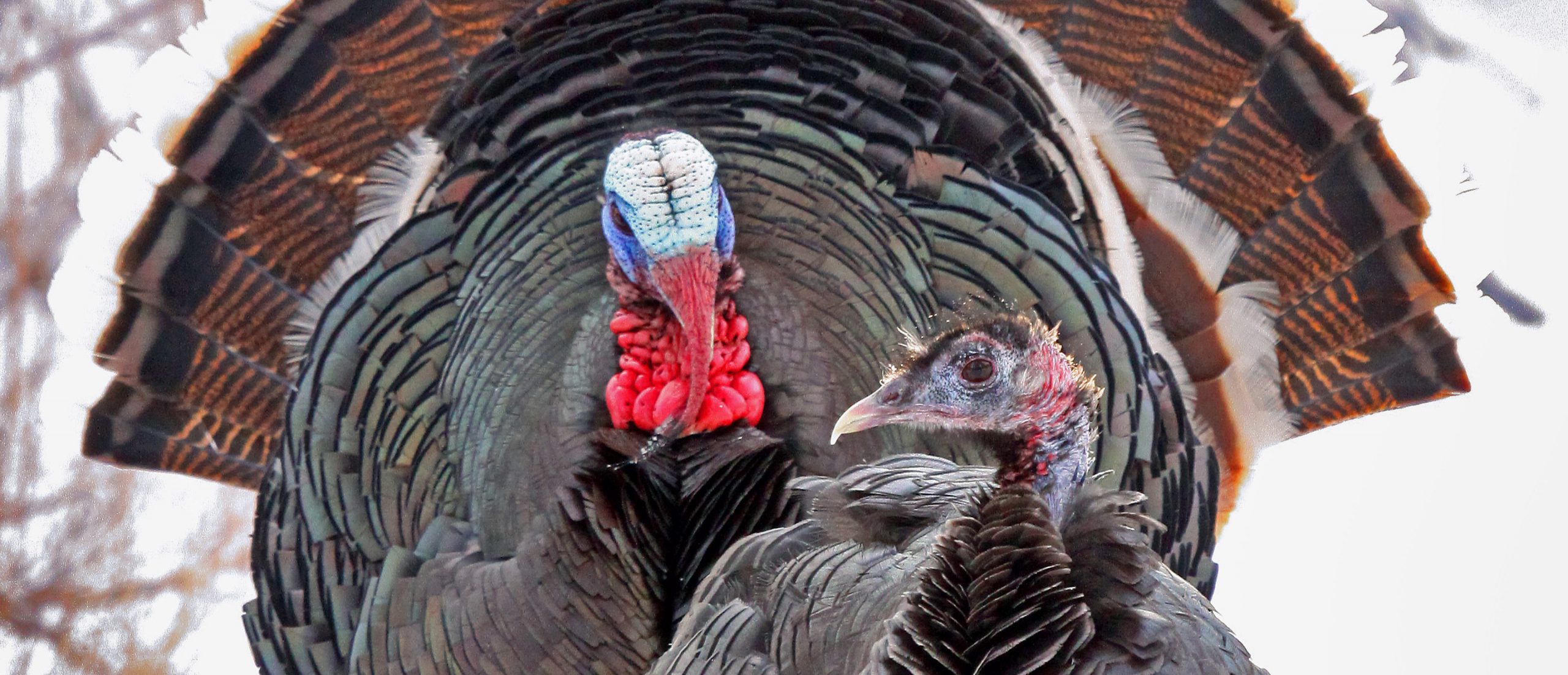 Wild Turkey Research - The National Wild Turkey Federation