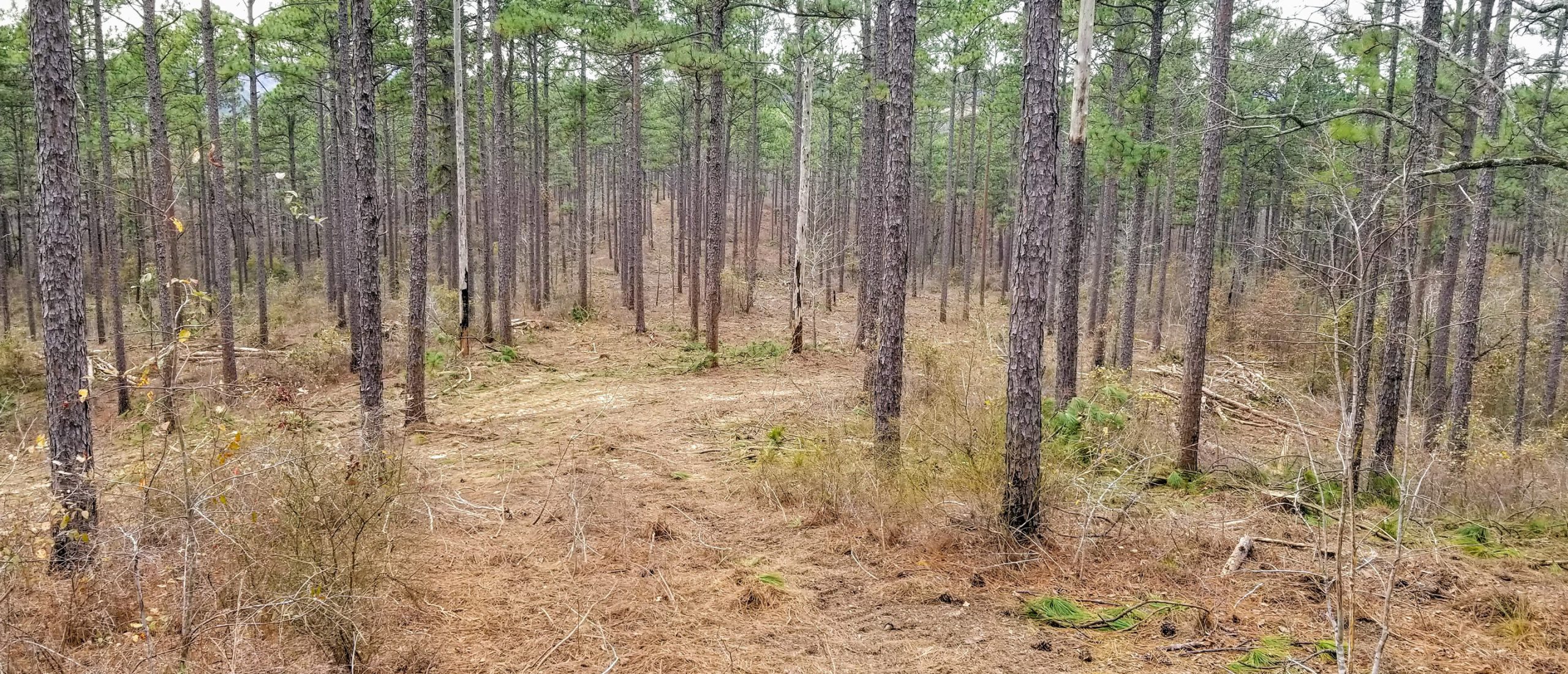 Conservation Boots on the Ground in Southern Piney Woods - The National ...