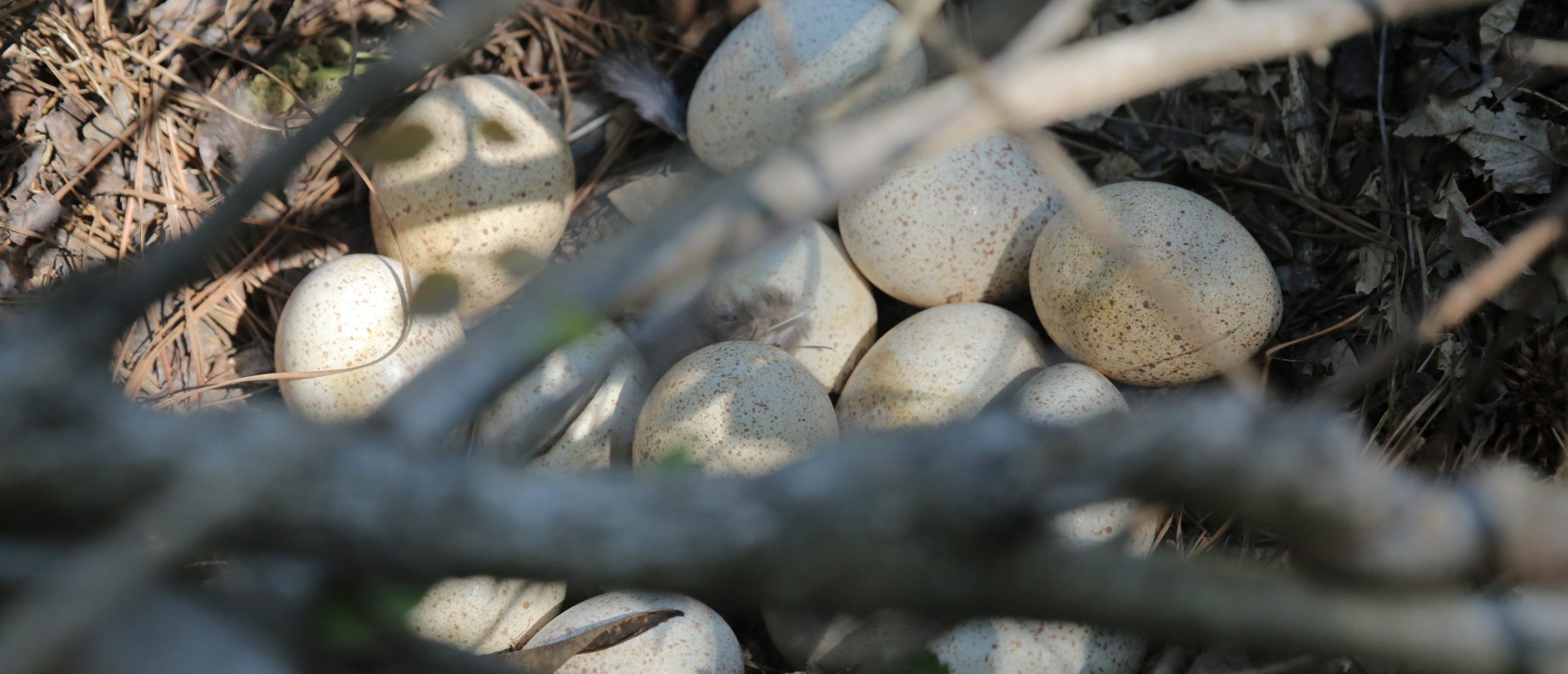 Wild Turkey Egg Research May Provide Insight into Declines - The ...