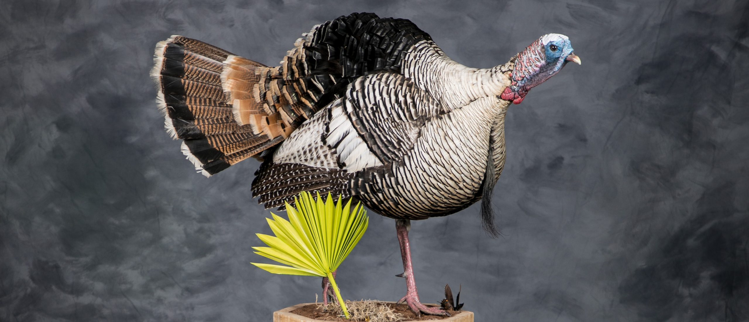 Tips for Turkey Taxidermy - The National Wild Turkey Federation