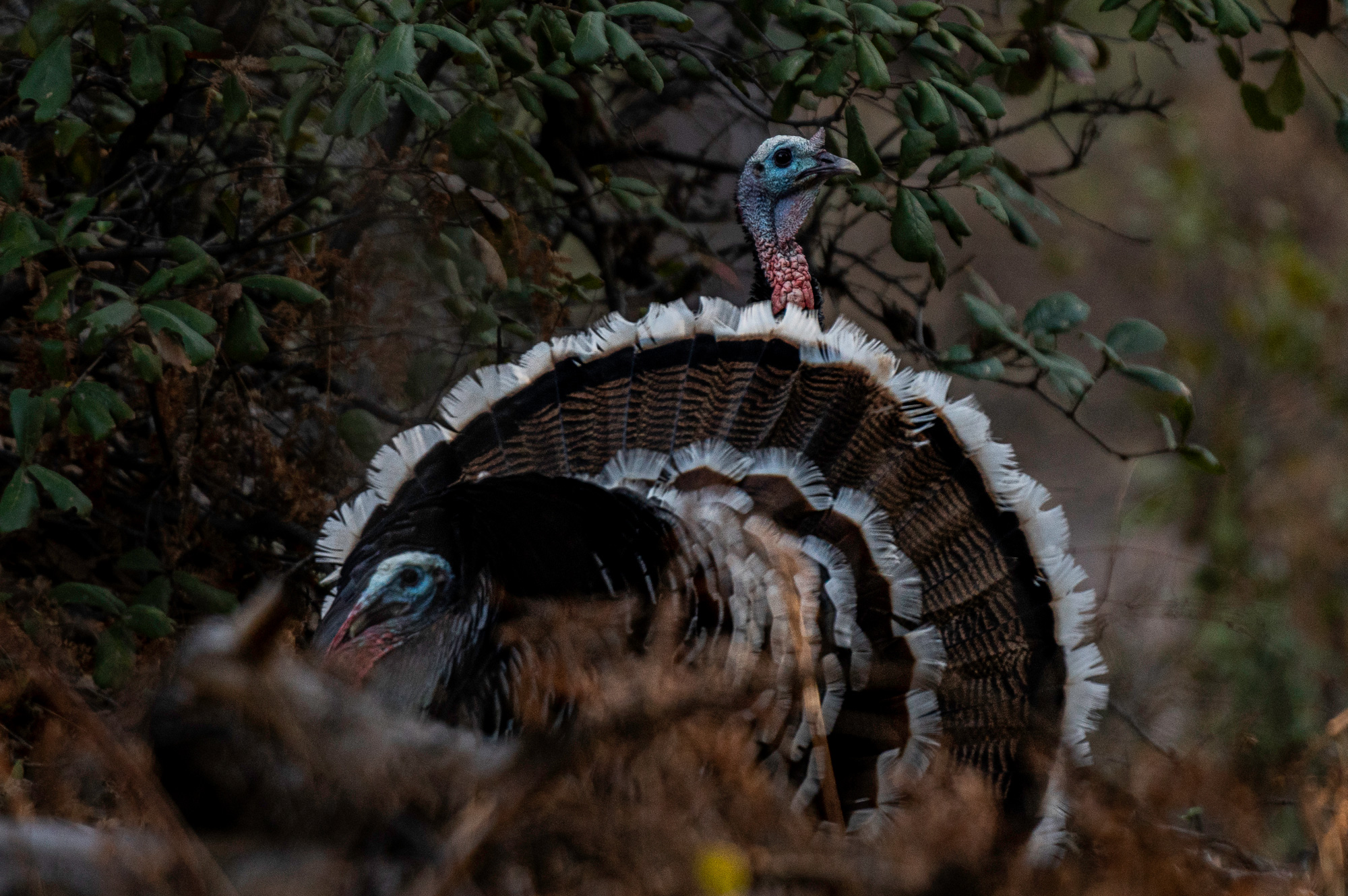 Mingus Mountain Longbeards, AZ - The National Wild Turkey Federation
