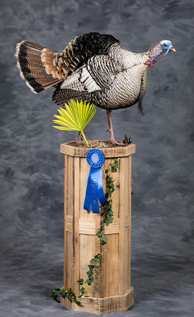 Tips for Turkey Taxidermy - The National Wild Turkey Federation