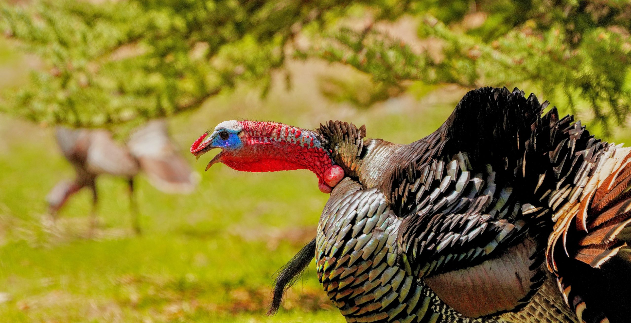 Turkey Call All Access Ep. 29 — Conservation Week - The National Wild ...