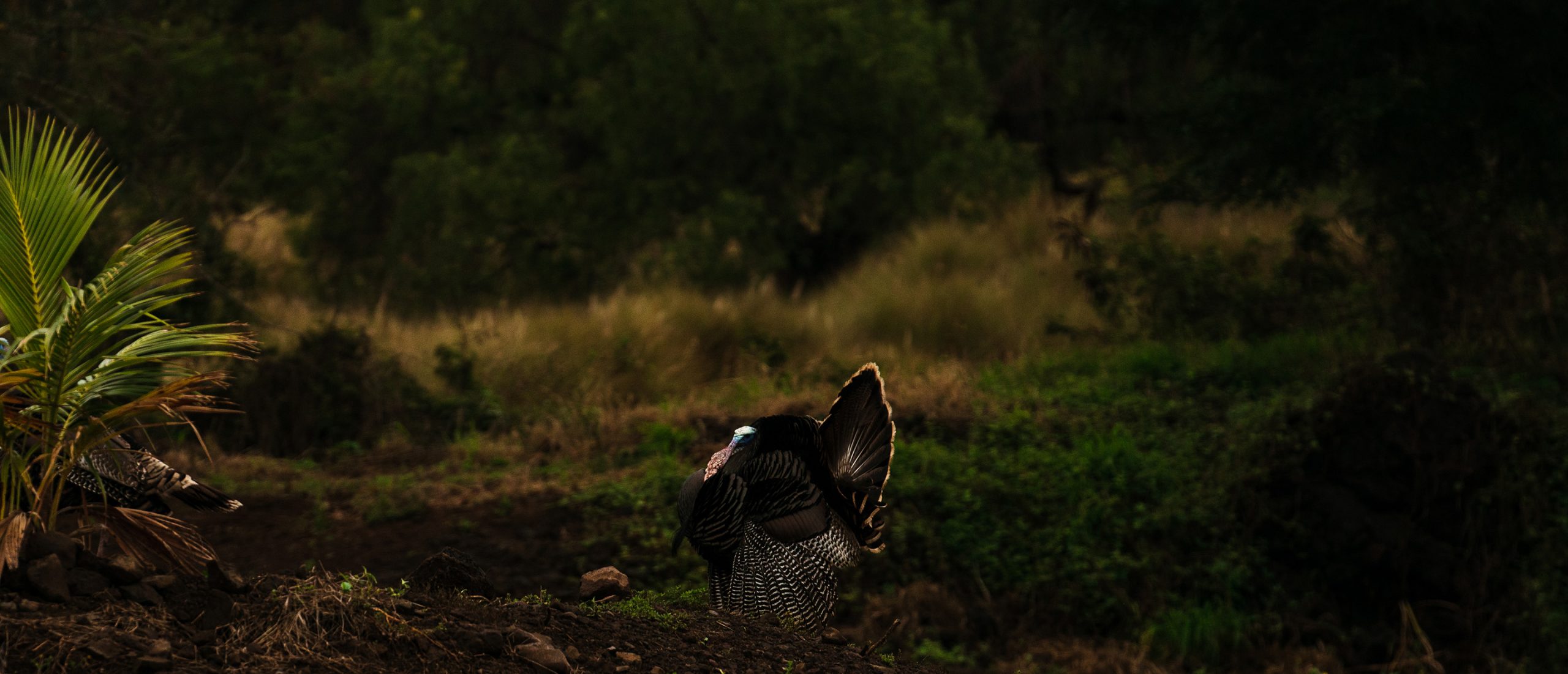 Save the Habitat. Save the Hunt., an Initiative Driven by NWTF’s Most ...