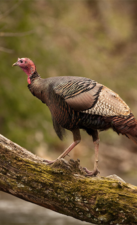 Wisconsin State Chapter - The National Wild Turkey Federation