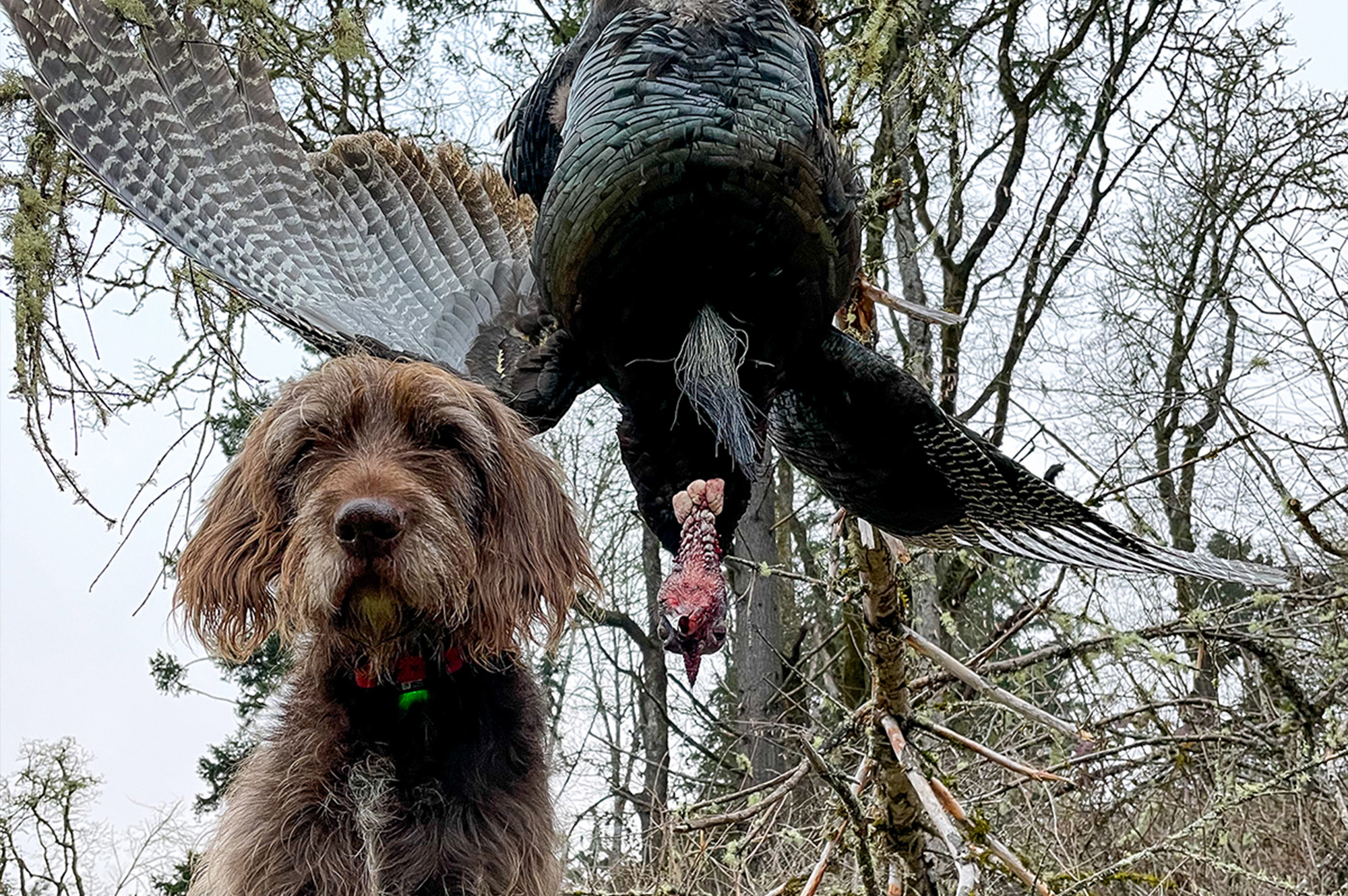 Patterning Fall Turkeys - The National Wild Turkey Federation