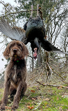Patterning Fall Turkeys - The National Wild Turkey Federation