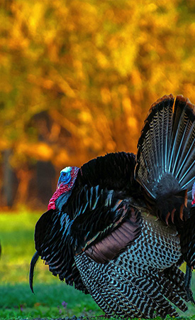 Auburn University - The National Wild Turkey Federation