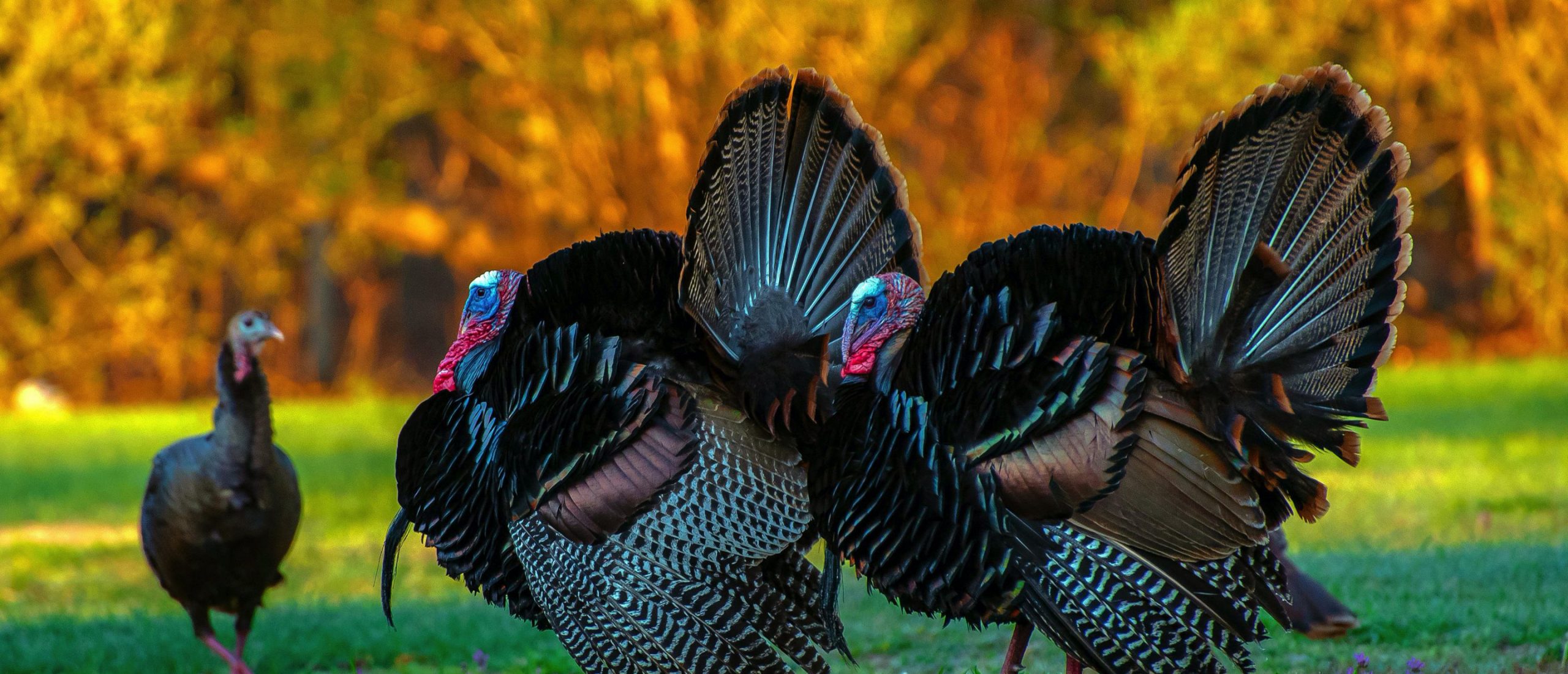 NWTF Alabama Pledges $104,297 to Healthy Habitats. Healthy Harvests. in ...