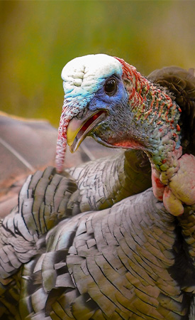 Alabama State Chapter, AL - The National Wild Turkey Federation