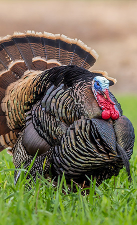 NWTF Texas State Chapter Dedicates $114,461 to Mission for 2023 - The ...