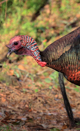 South Carolina State - The National Wild Turkey Federation