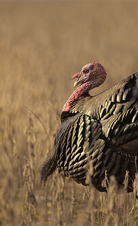Logan/Todd Counties Longbeards,KY - The National Wild Turkey Federation