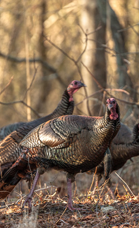 Long Spurs of Sunrise River,MN - The National Wild Turkey Federation
