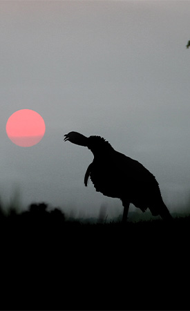 NWTF 2022 Spooky Stories - The National Wild Turkey Federation