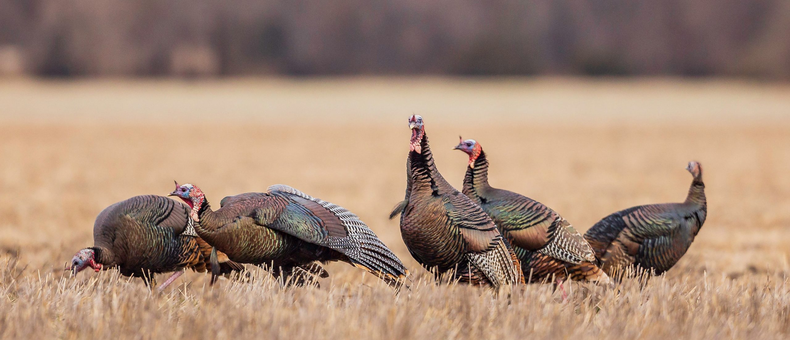 Wild Turkey Status Update - The National Wild Turkey Federation
