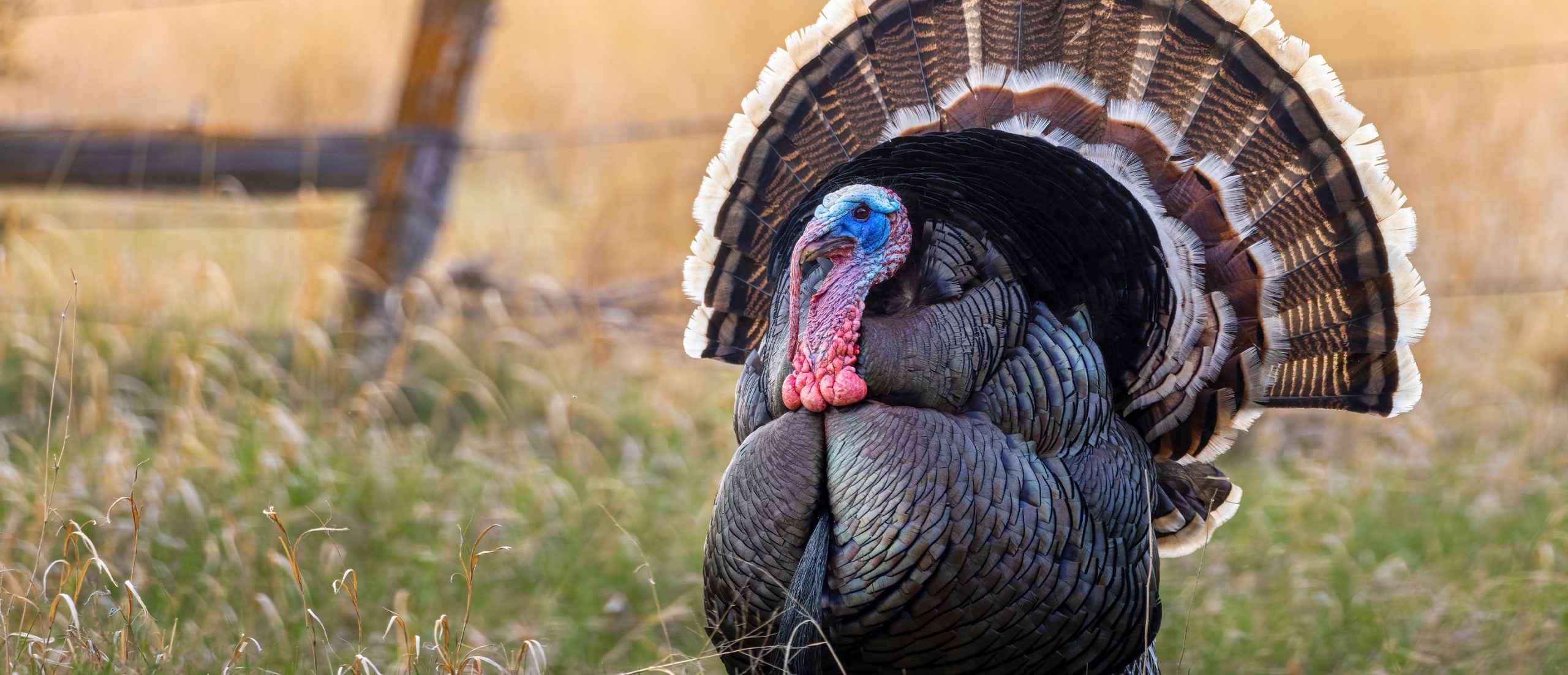 Largest Wild Turkey Research Project in Nebraska Underway - The ...