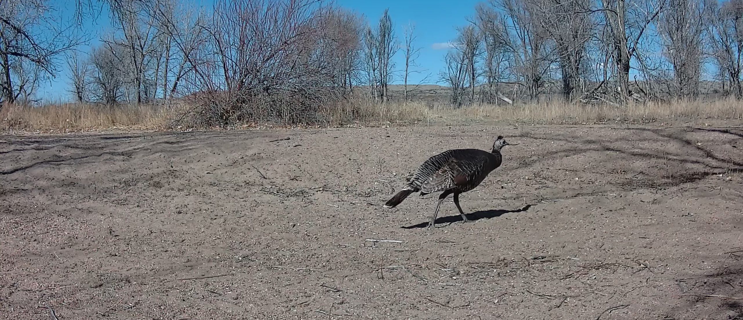 Mohawk Hen - The National Wild Turkey Federation