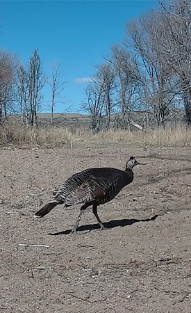 Mohawk Hen - The National Wild Turkey Federation
