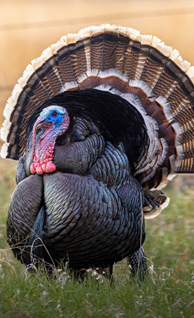 Largest Wild Turkey Research Project in Nebraska Underway - The ...