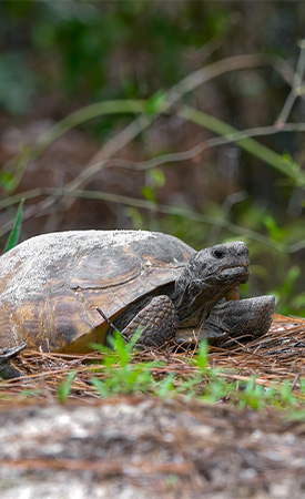 NWTF Aids in Keeping Gopher Tortoise off Endangered Species List in ...