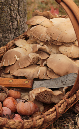 Wild Ideas to Inspire Your Thanksgiving Feast - The National Wild ...