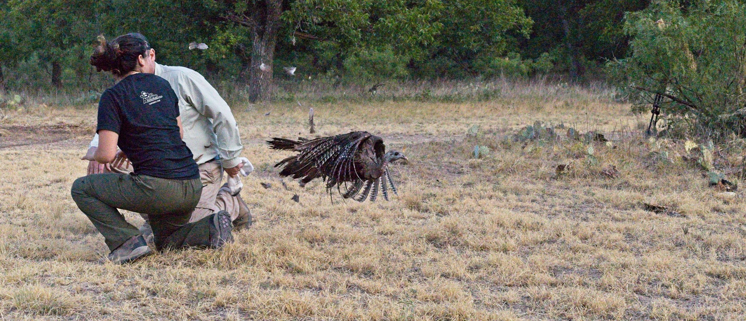 Conservation in Session - The National Wild Turkey Federation