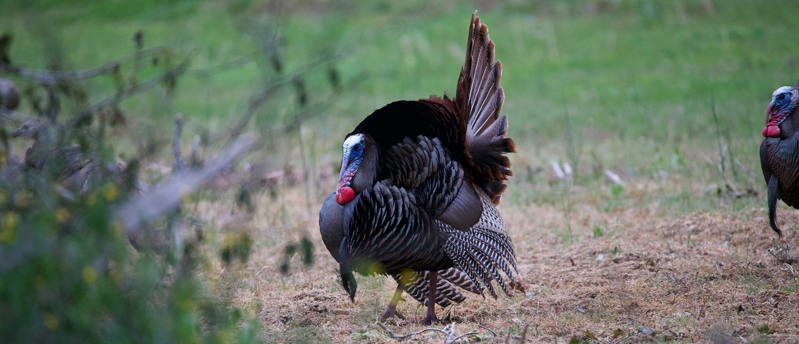 Habitat Enhancements in the Bluegrass State - The National Wild Turkey ...