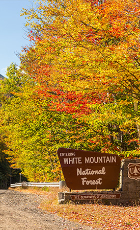 Creating Wildlife Openings in the White Mountain National Forest - The ...