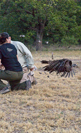 Conservation in Session - The National Wild Turkey Federation