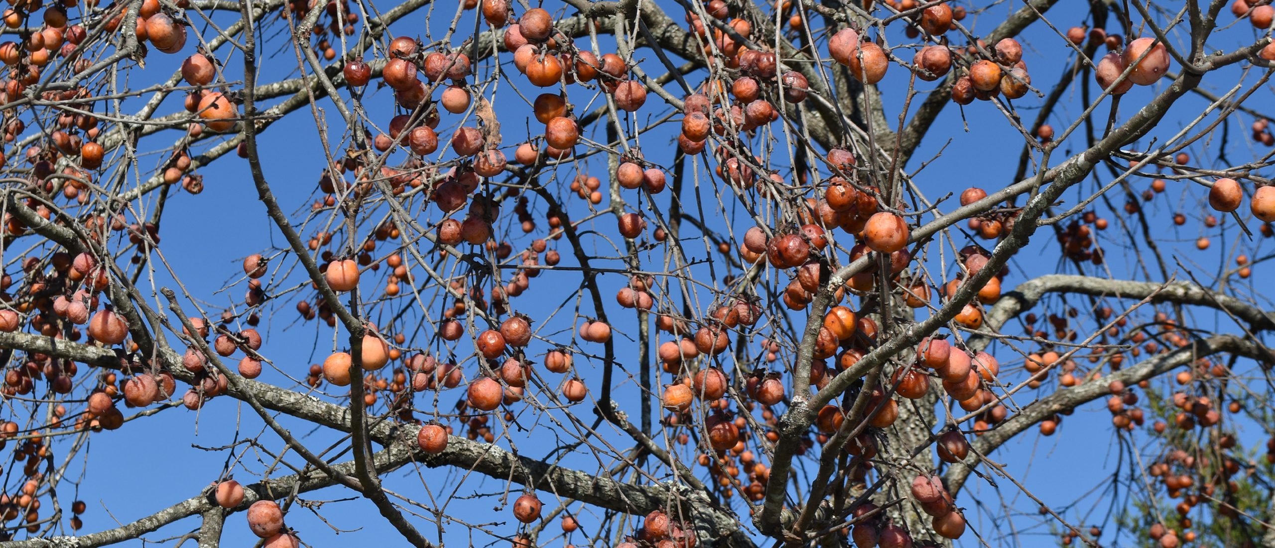 Encourage Or Plant Soft Mast Producers - The National Wild Turkey ...