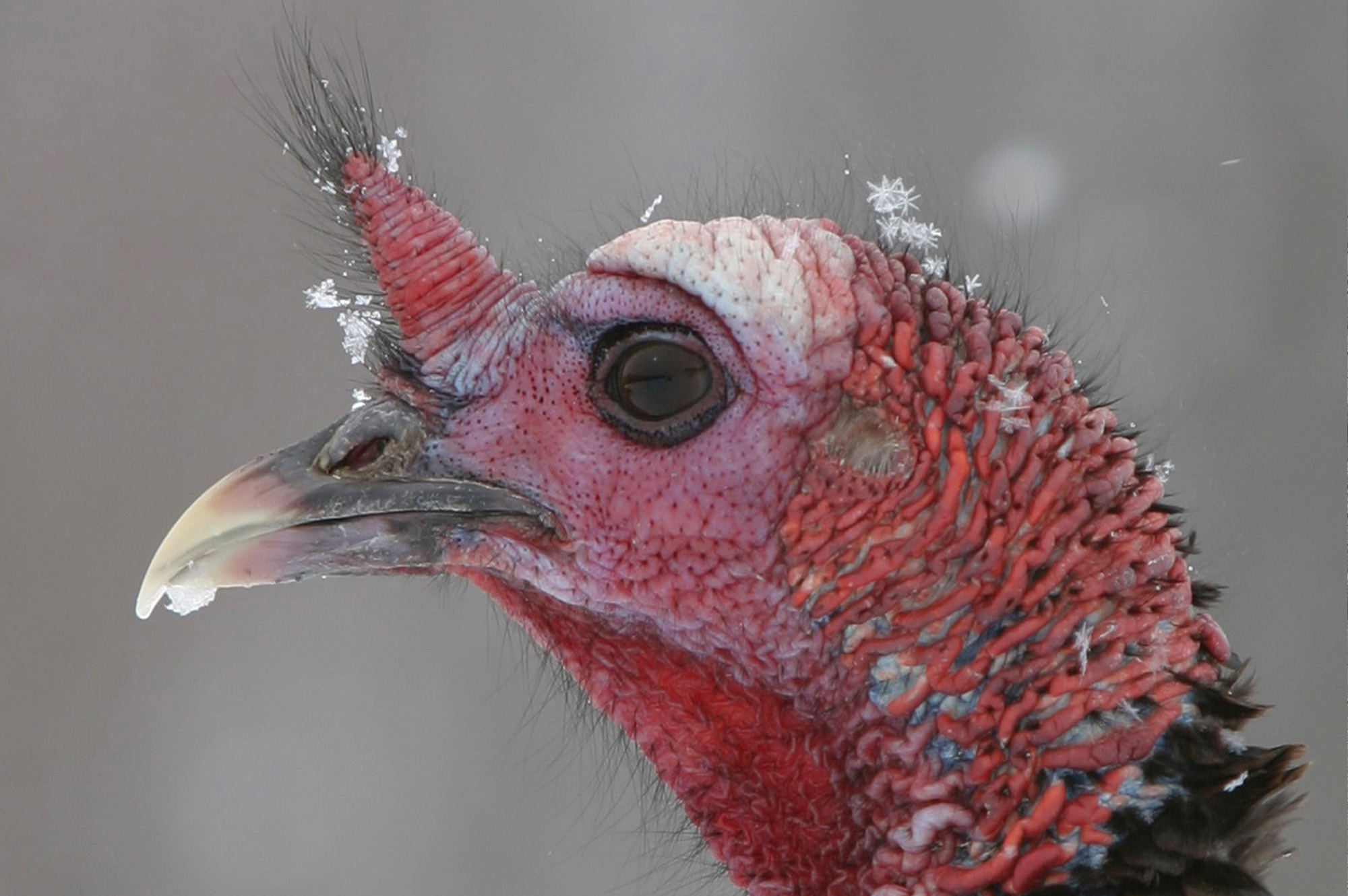 How Does A Turkey Hear? - The National Wild Turkey Federation