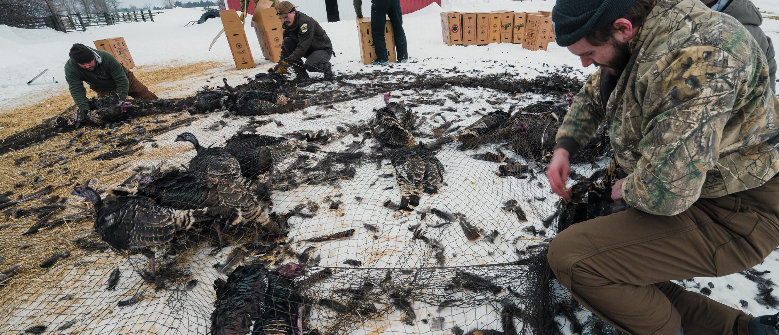 South Dakota Research Ramping Up - The National Wild Turkey Federation