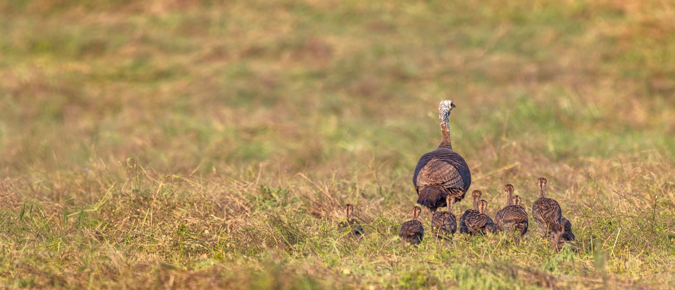 NWTF Tennessee Helps Add New Dimension to Wild Turkey Research - The ...