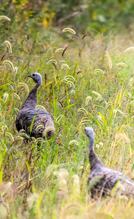Wild Turkey Research Begins in Buckeye State - The National Wild Turkey ...