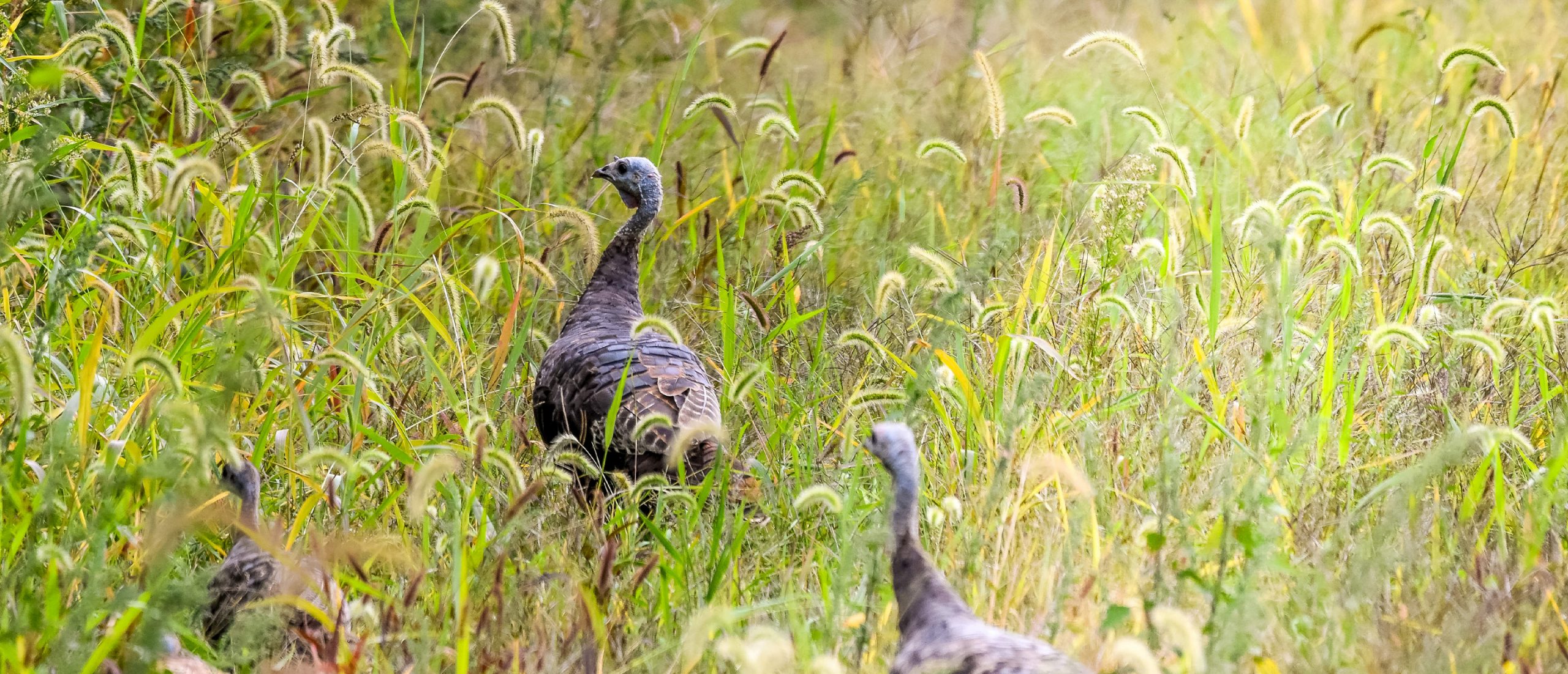 The National Wild Turkey Federation - The National Wild Turkey Federation