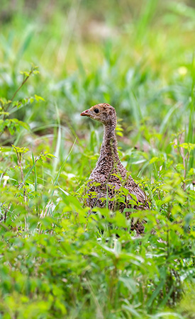 Sign Up, Make a Difference: NWTF Members Contribute to Projects in ...