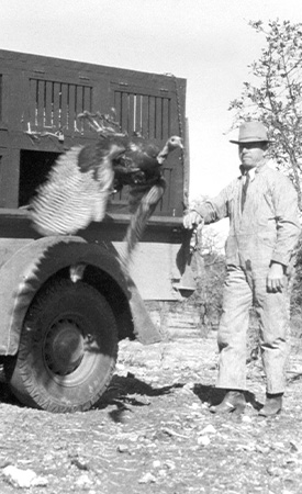 A Microcosm of National Success - The National Wild Turkey Federation