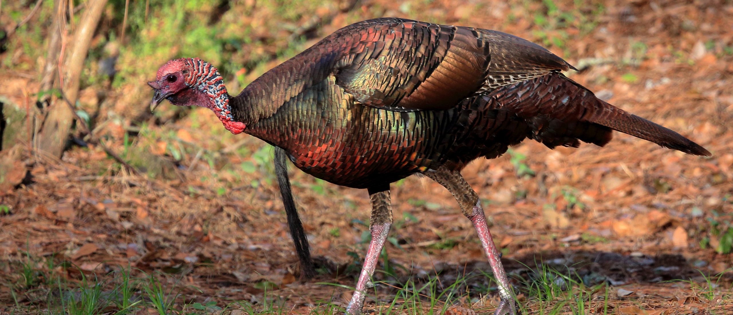 Conservation Powerhouse: Florida’s Wild Turkey Cost-Share Program - The ...