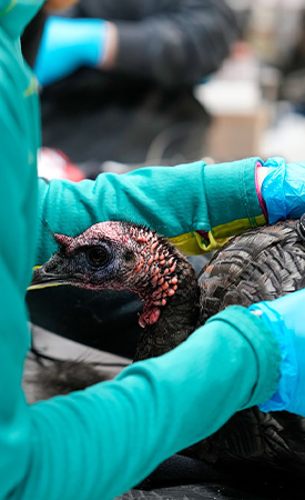 North Dakota Wild Turkey Research Update - The National Wild Turkey ...