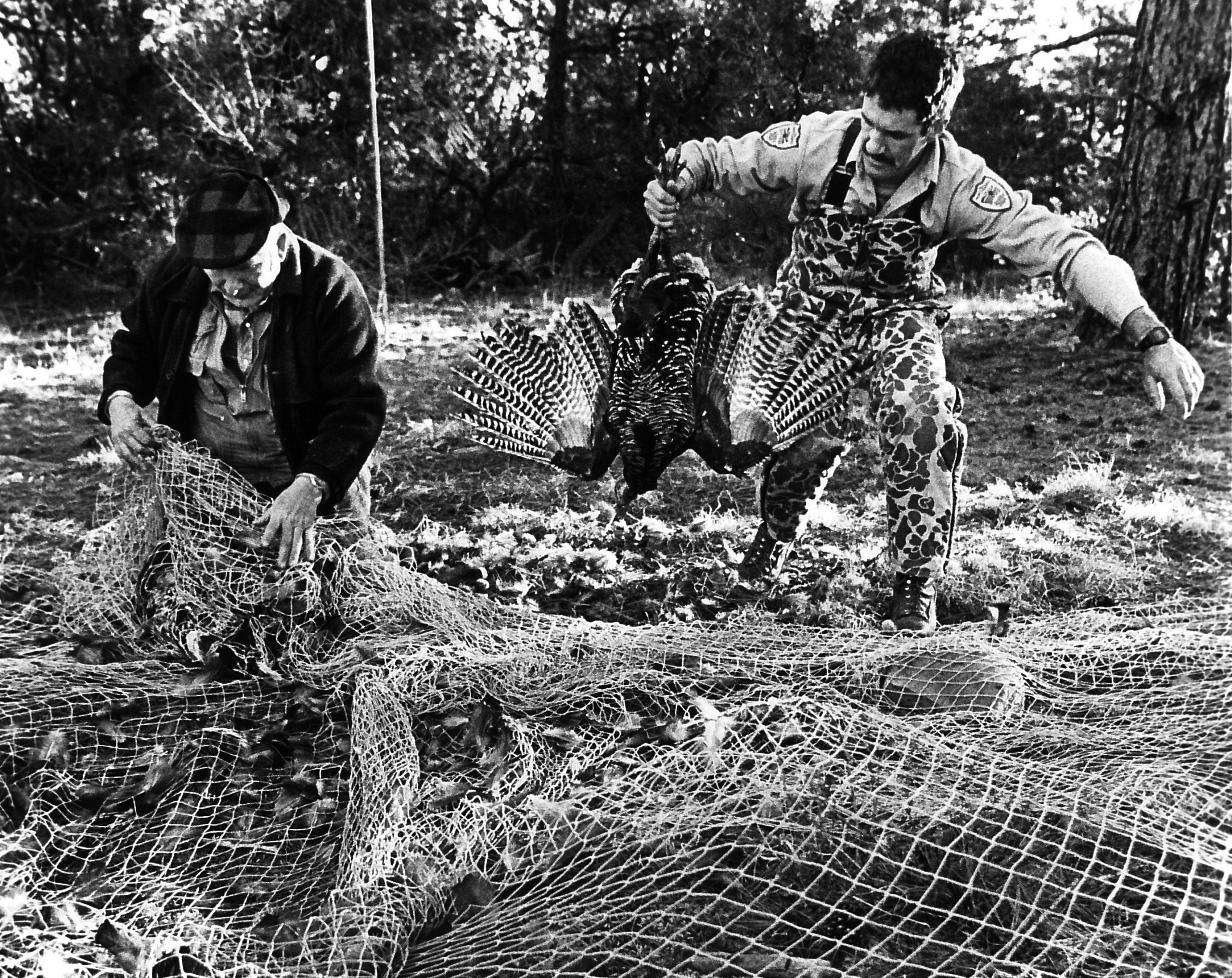 Wild Turkey Facts to Share This Thanksgiving - The National Wild Turkey ...